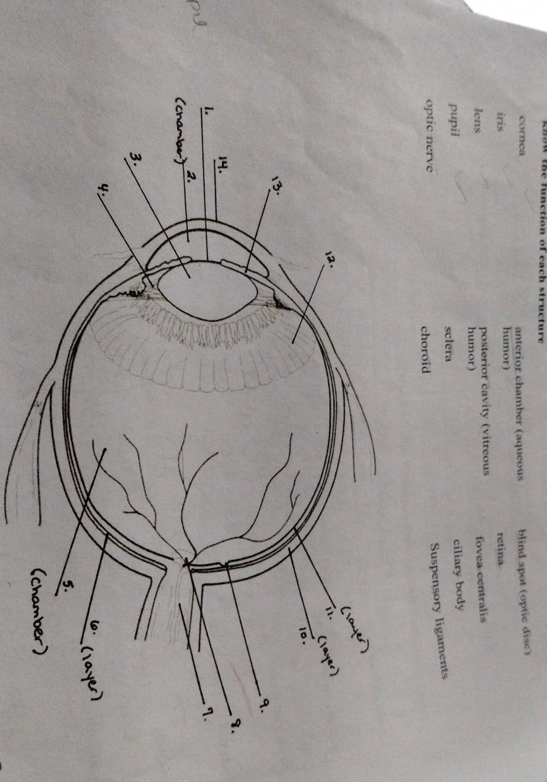 Solved k the function of each structure corea anterior | Chegg.com