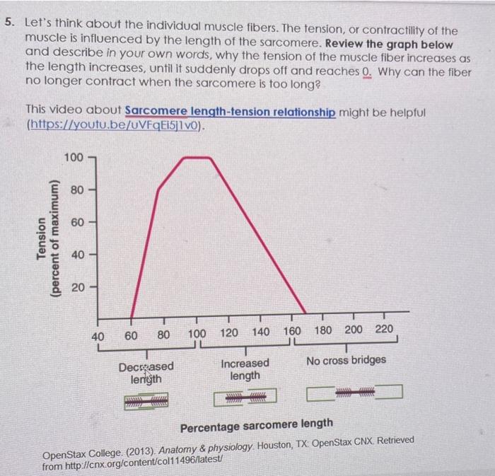 [Solved]: Let's think about the individual muscle fiber