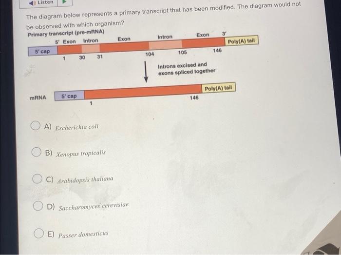 Solved The diagram below represents a primary transcript | Chegg.com