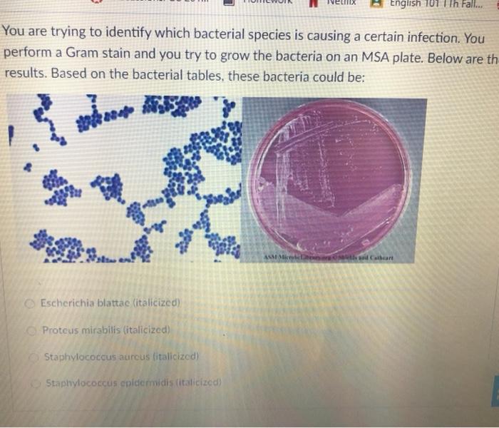 Solved English 101 Ih Fall... You are trying to identify | Chegg.com