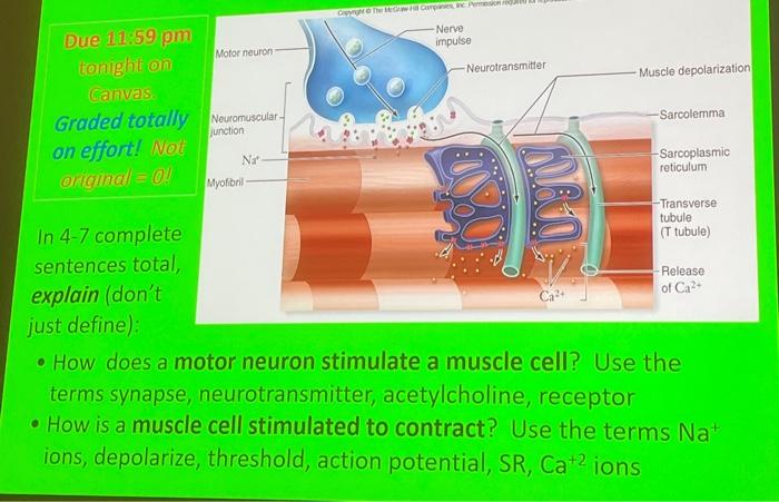 Solved - How does a motor neuron stimulate a muscle cell? | Chegg.com