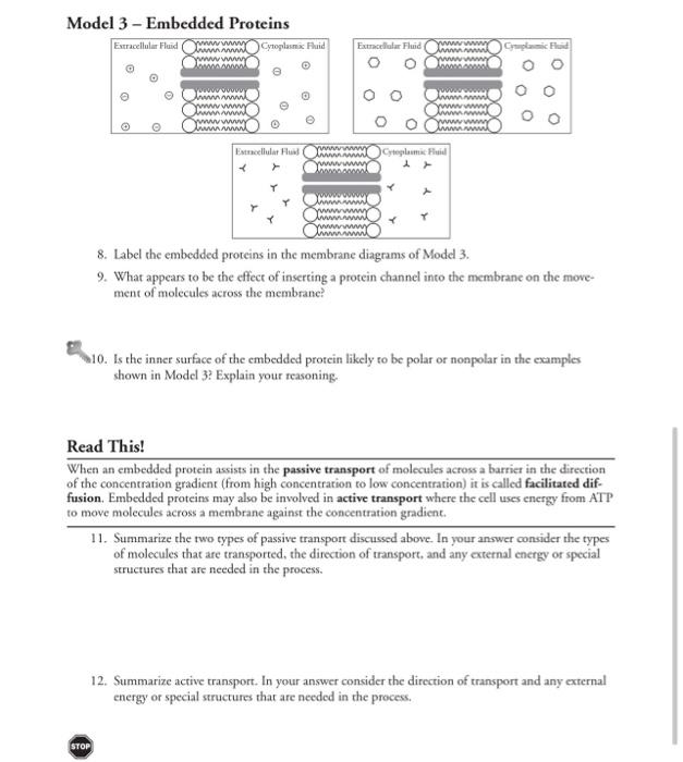 Solved Model 3 - Embedded Proteins 8. Label the embedded | Chegg.com Solved Model 3 - Embedded Proteins 8. Label the embedded | Chegg.com