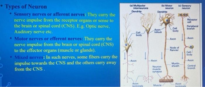Solved (a) Multipolar Interneurons Dendrite (b) Motor Ie) | Chegg.com