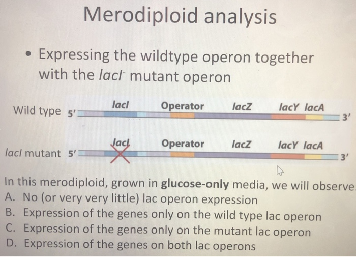 Solved In this merodiploid, grown in glucose-only media, we | Chegg.com