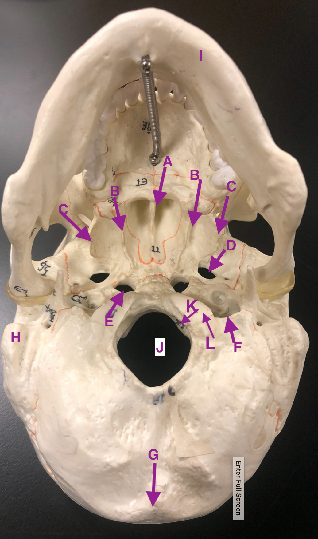 Solved identify the bones of the the skull external base: a | Chegg.com