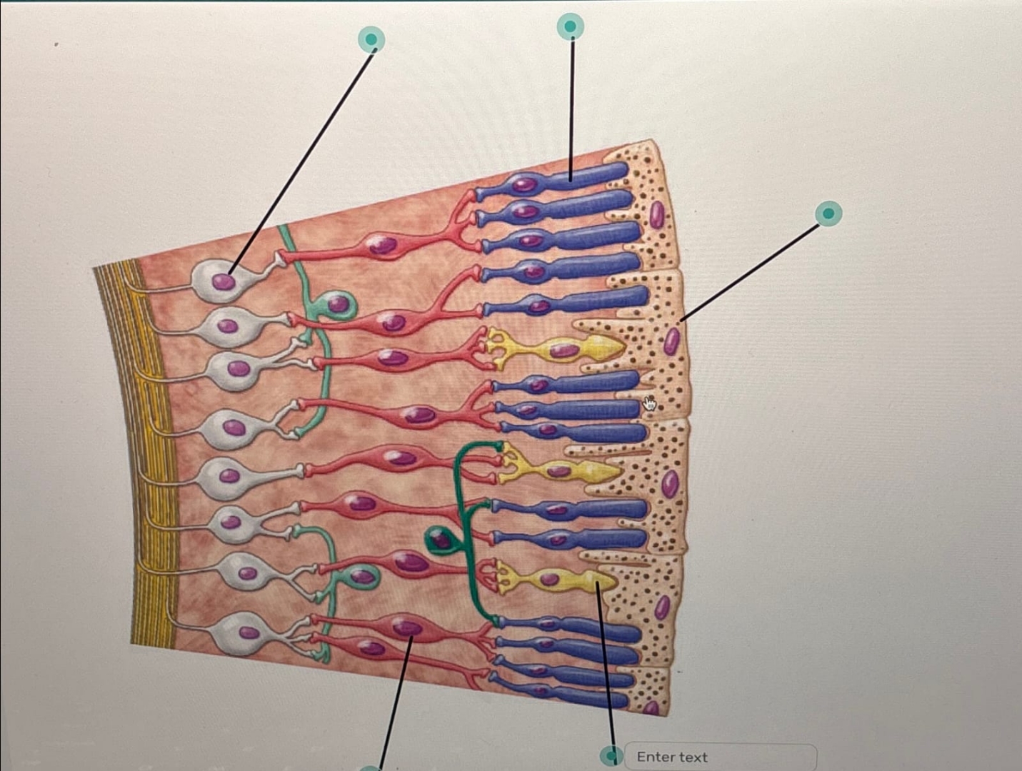 Solved Label the cells of the retina below. Use the | Chegg.com
