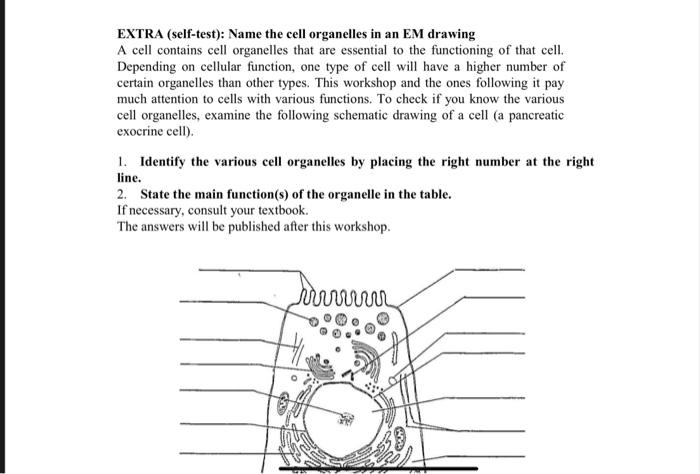 Solved EXTRA (self-test): Name the cell organelles in an EM | Chegg.com