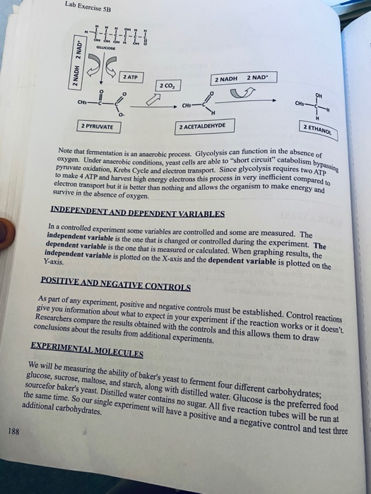 Solved Cellular Respiration: alcohol fermentation by yeast. | Chegg.com