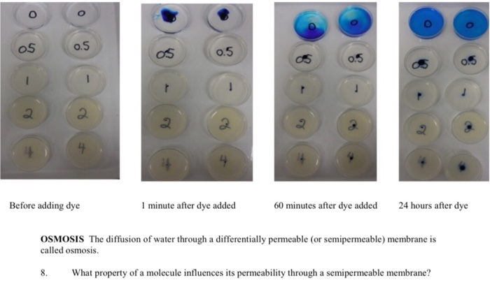 Solved EFFECT OF TEMPERATURE ON THE RATE OF DIFFUSION One | Chegg.com