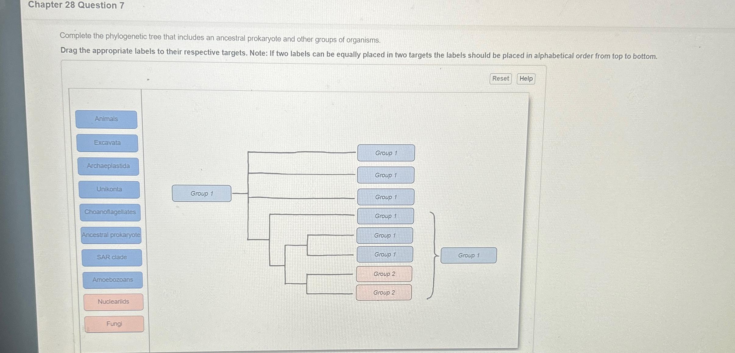 Solved Chapter 28 ﻿Question 7Complete the phylogenetic tree | Chegg.com