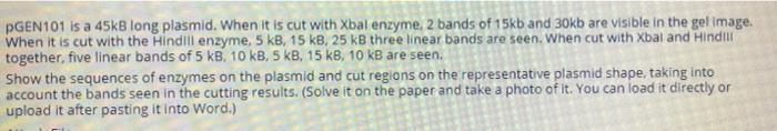 Solved PGEN101 is a 45kB long plasmid. When it is cut with | Chegg.com