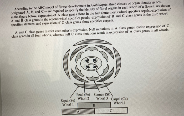 Solved According to the ABC model of flower development in | Chegg.com