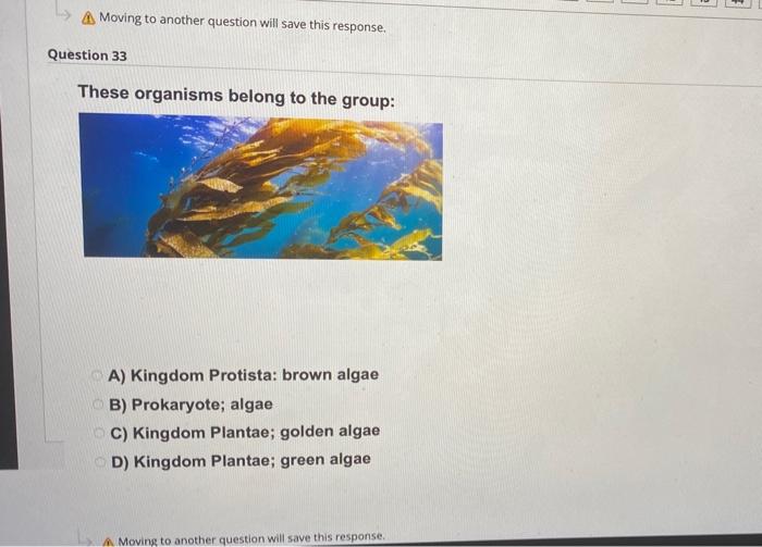 Solved 2 points Sove Question 30 The root system usually | Chegg.com