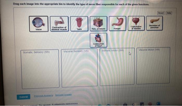 Solved Drag each image into the appropriate bin to identify | Chegg.com