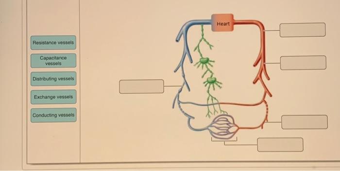 Solved Heart Resistance vessels II Capacitance vessels | Chegg.com