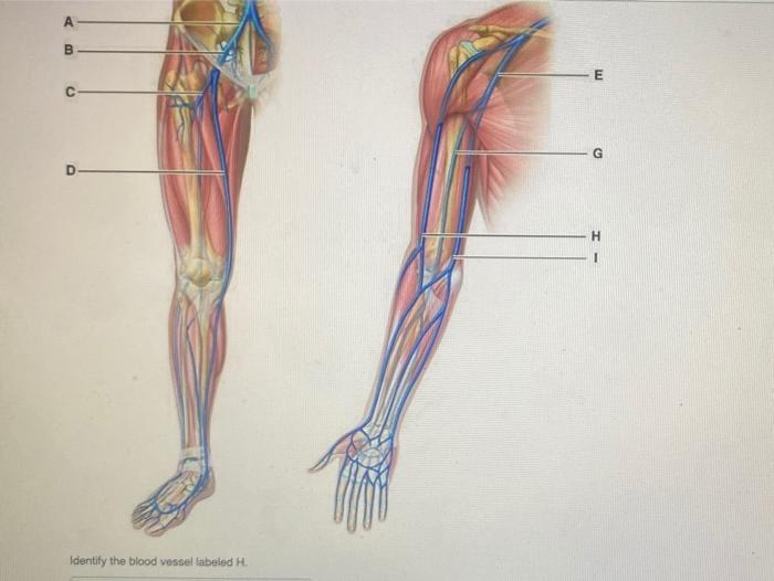 Solved A B E с G D H Identify the blood vessel fabeled H. | Chegg.com