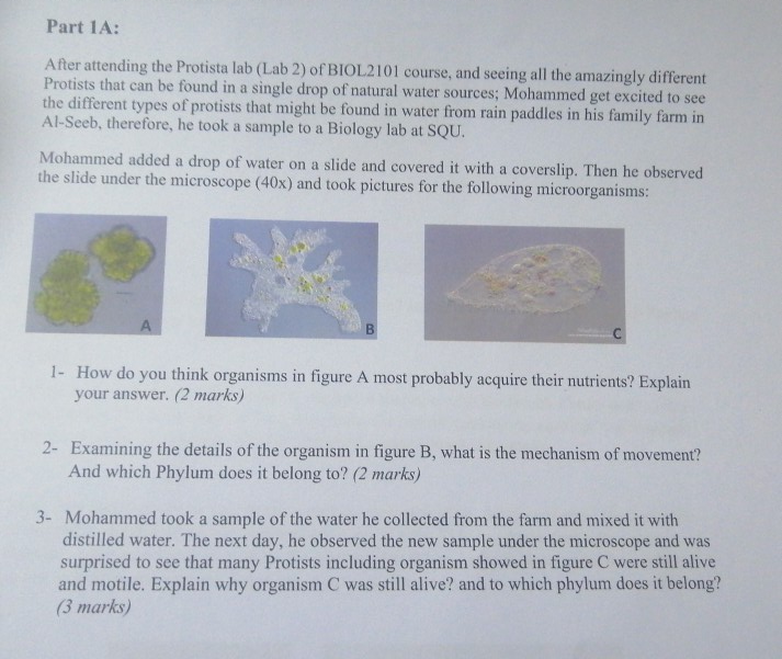Solved Part 1A: After attending the Protista lab (Lab 2) of | Chegg.com
