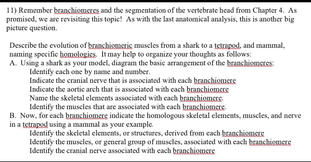Solved 11) Remember branchiomeres and the segmentation of | Chegg.com