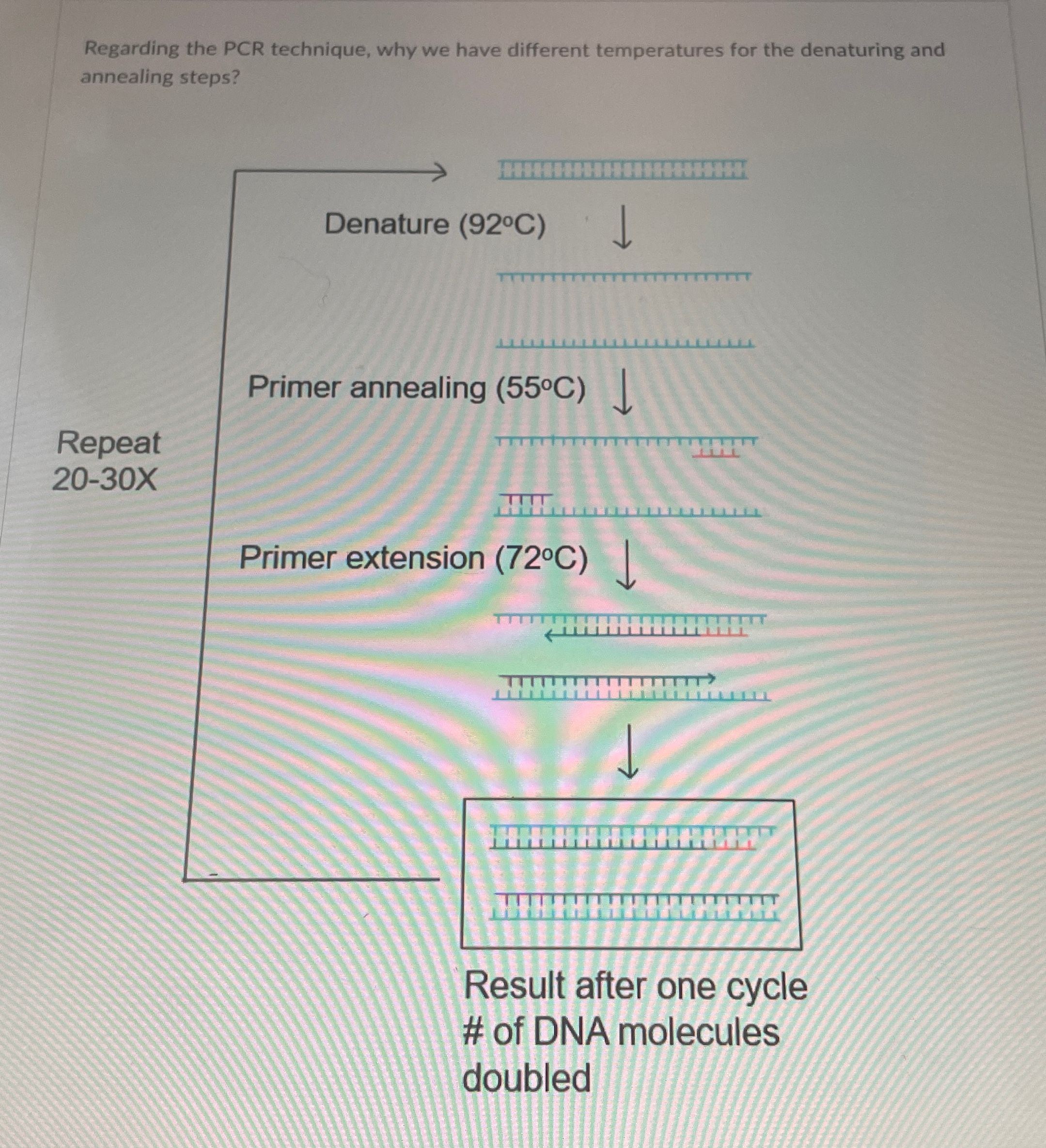 Solved Regarding the PCR technique, why we have different | Chegg.com