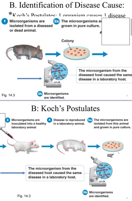 Solved (Refer to Koch's postulates figure 14.3 in lecture.) | Chegg.com