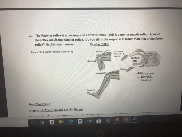 Solved 20. The Patellar reflex is an example of a stretch | Chegg.com