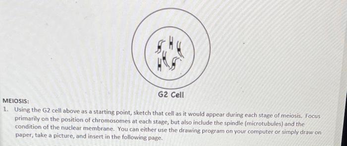 Solved G2 Cell MEIOSIS: 1. Using the G2 cell above as a | Chegg.com