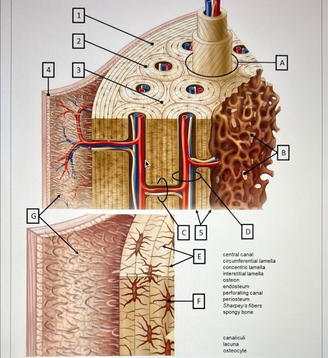 Solved 1 A 3 WE B G G D 昌尺 central canal circumferential | Chegg.com