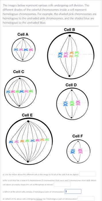 Solved Cell F The images below represent various-cells | Chegg.com