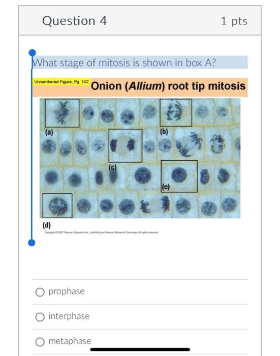 Solved prophase interphase metaphase | Chegg.com