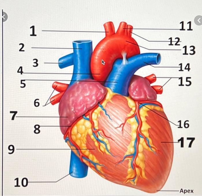 Solved 1. Name the vessel marked \#2 2. Name the vessel | Chegg.com