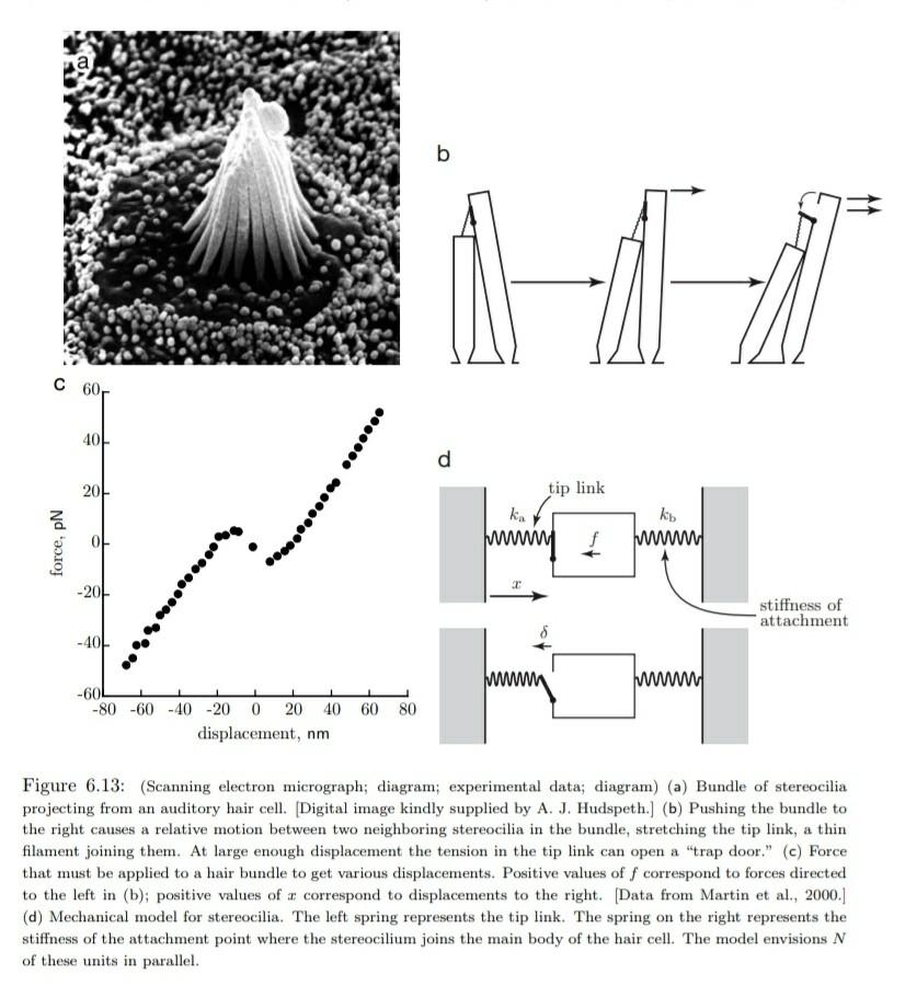 Solved 6.7 Inner ear A. J. Hudspeth and coauthors found a | Chegg.com
