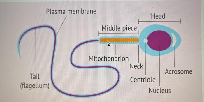 Solved Oocyte Zona Pellucida Zona Granulosa Corona Radiata | Chegg.com