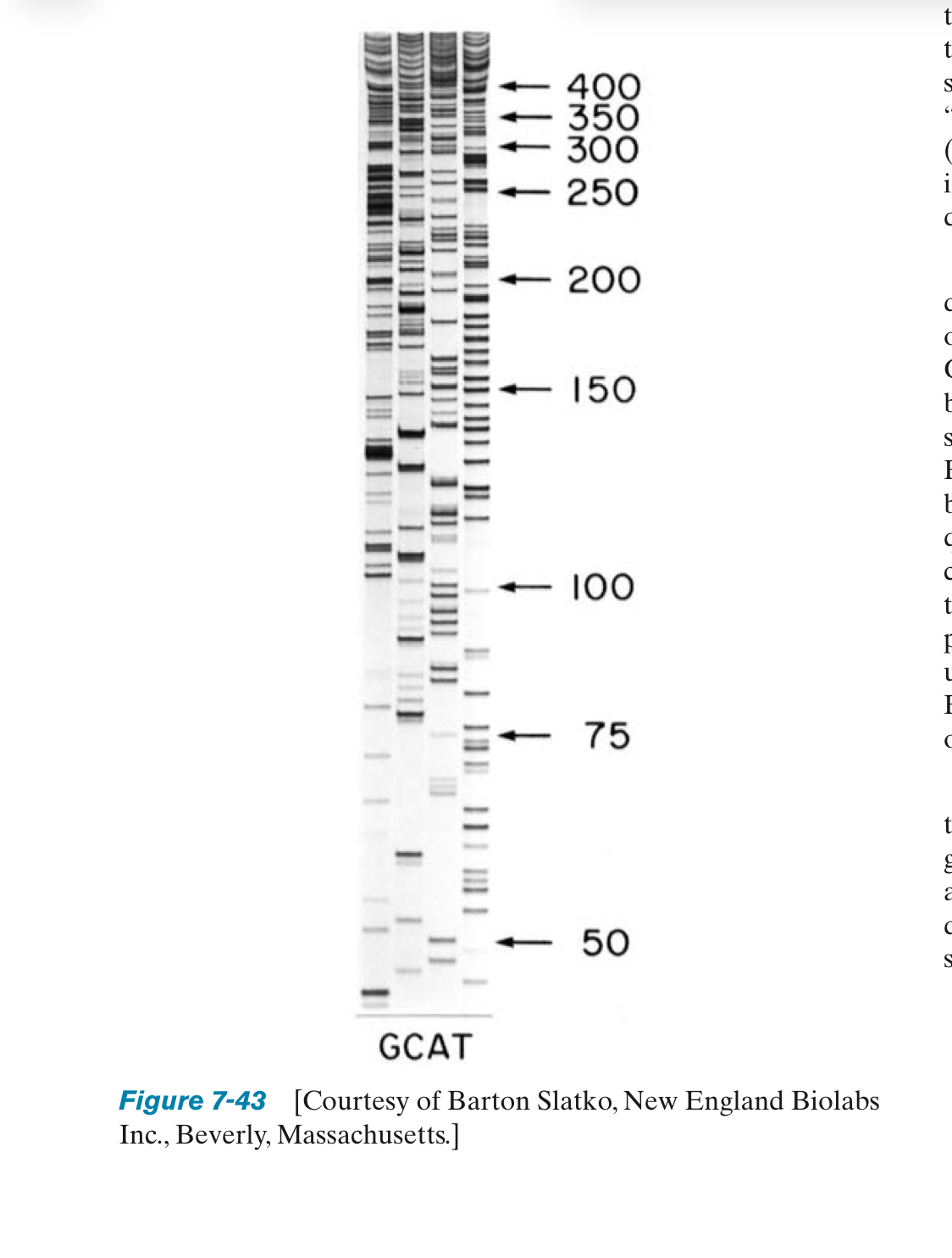 Solved Figure 7-43 ﻿pictures an autoradiograph of the | Chegg.com