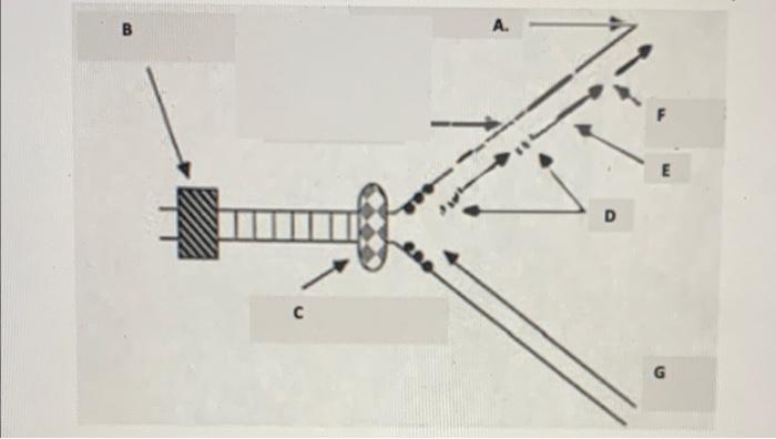 Solved -terminal 5' -Girasa (above) -helicase (above) | Chegg.com