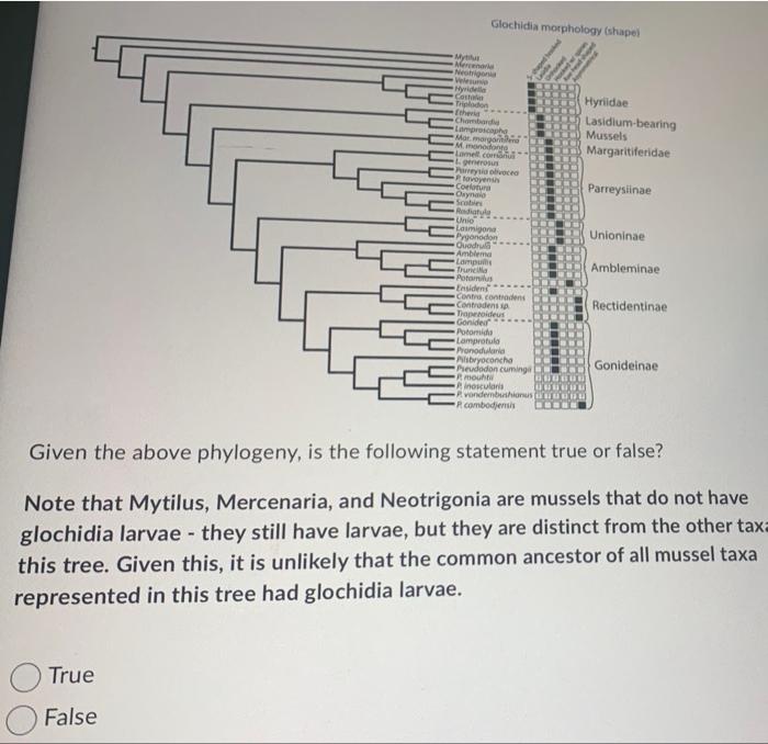 Solved Given the above phylogeny, is the following statement | Chegg.com