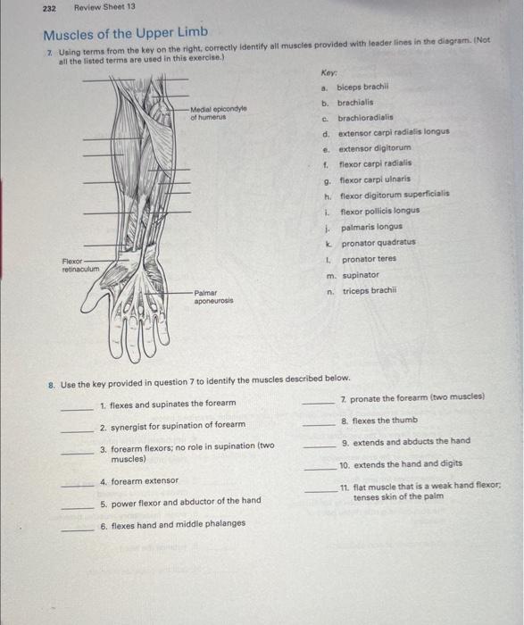 Solved 7. Using terms from the key on the right, correctly | Chegg.com