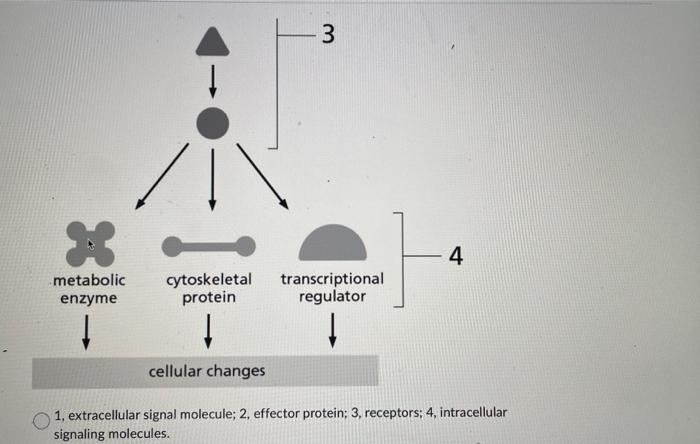 Solved Which of the following correctly labels the | Chegg.com