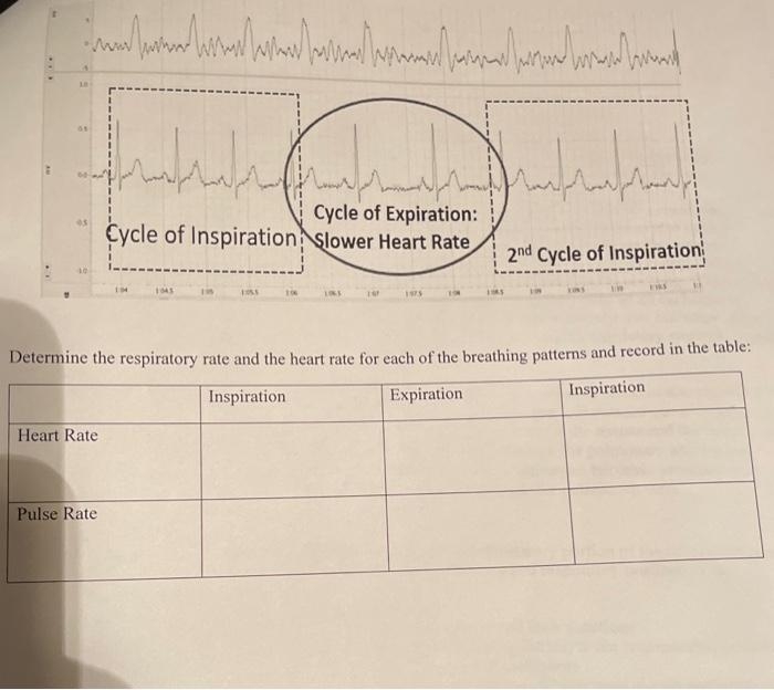 Determine the respiratory rate and the heart rate for | Chegg.com
