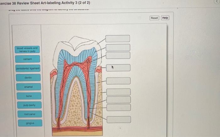 Solved cercise 38 Review Sheet Art-labeling Activity 3 (2 of | Chegg.com