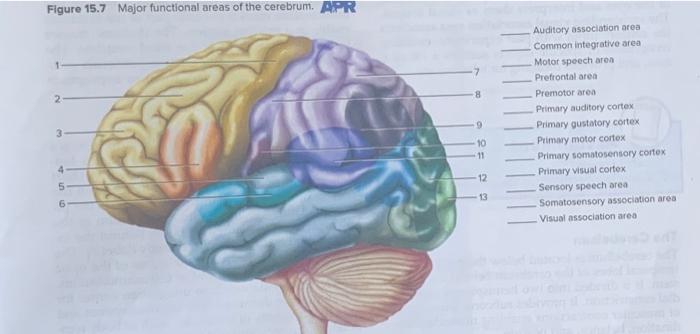 Solved Figure 15.7 Major functional areas of the cerebrum. | Chegg.com