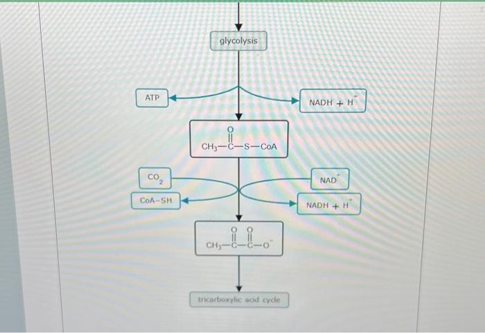 The biochemical pathway in the drawing area below is | Chegg.com