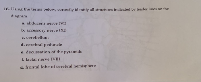 Solved 16. Using the terms below, correctly identify all | Chegg.com