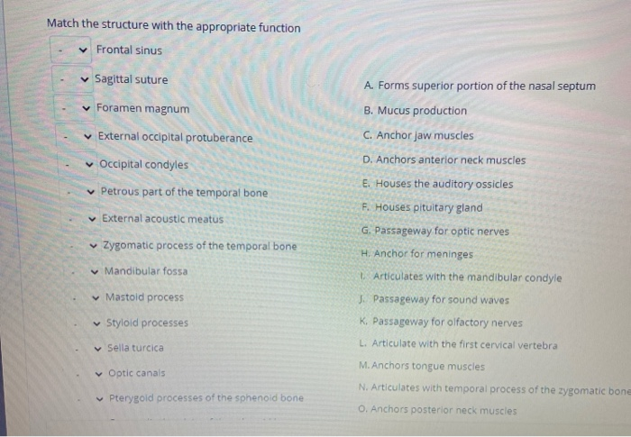 Solved Match the structure with the appropriate function | Chegg.com