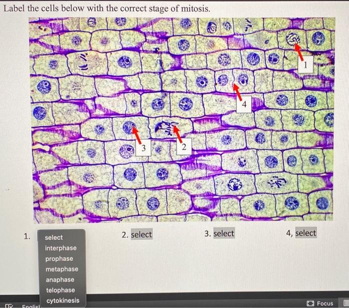 Solved Label the cells below with the correct stage of | Chegg.com