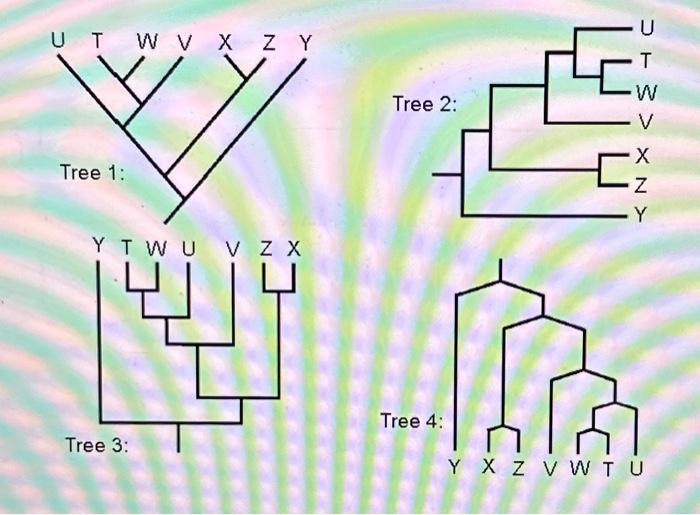 Solved Based on these four evolutionary trees, which of the | Chegg.com