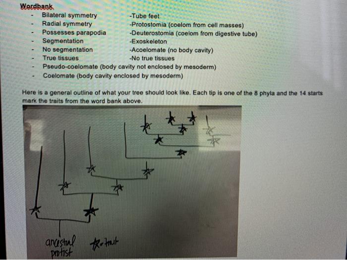 Solved Create cladogram using the invertebrates: Porifera, | Chegg.com