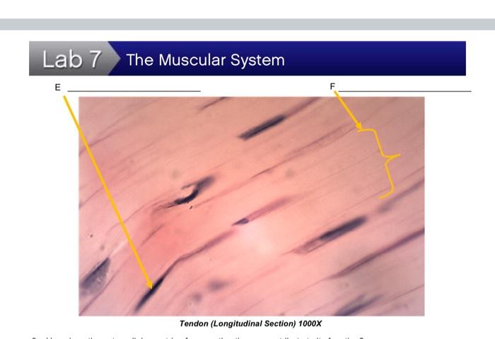 Solved Lab 7 The Muscular System E Tendon (Longitudinal | Chegg.com