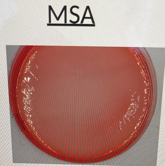 Solved what are the results of the following tests? MSA test | Chegg.com