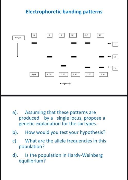 Solved Electrophoretic banding patterns a). Assuming that | Chegg.com
