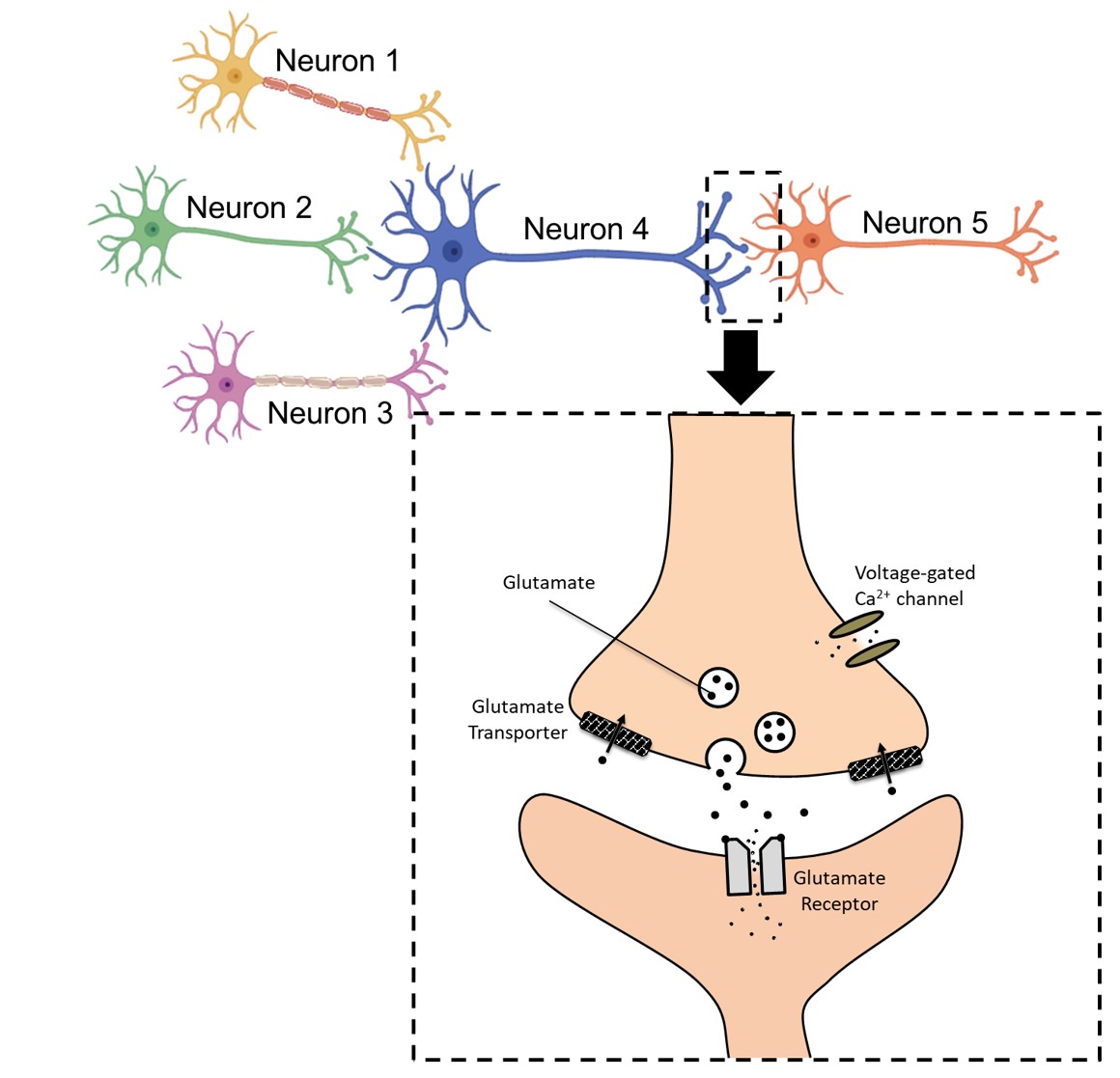 Solved The figure below shows a neuronal circuit. Neuron 1, | Chegg.com